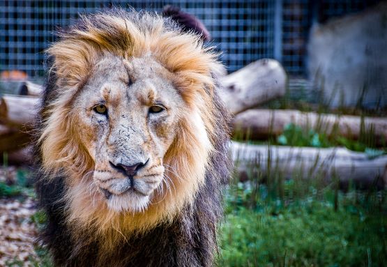 Part 1: Biblical Animals of Israel – Unique Sites of Israel Blog