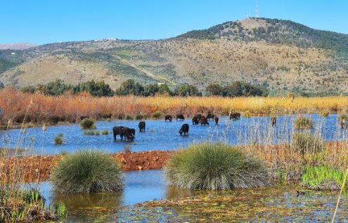 Biblical Waters of Merom (Hula Valley) – Unique Sites of Israel Blog